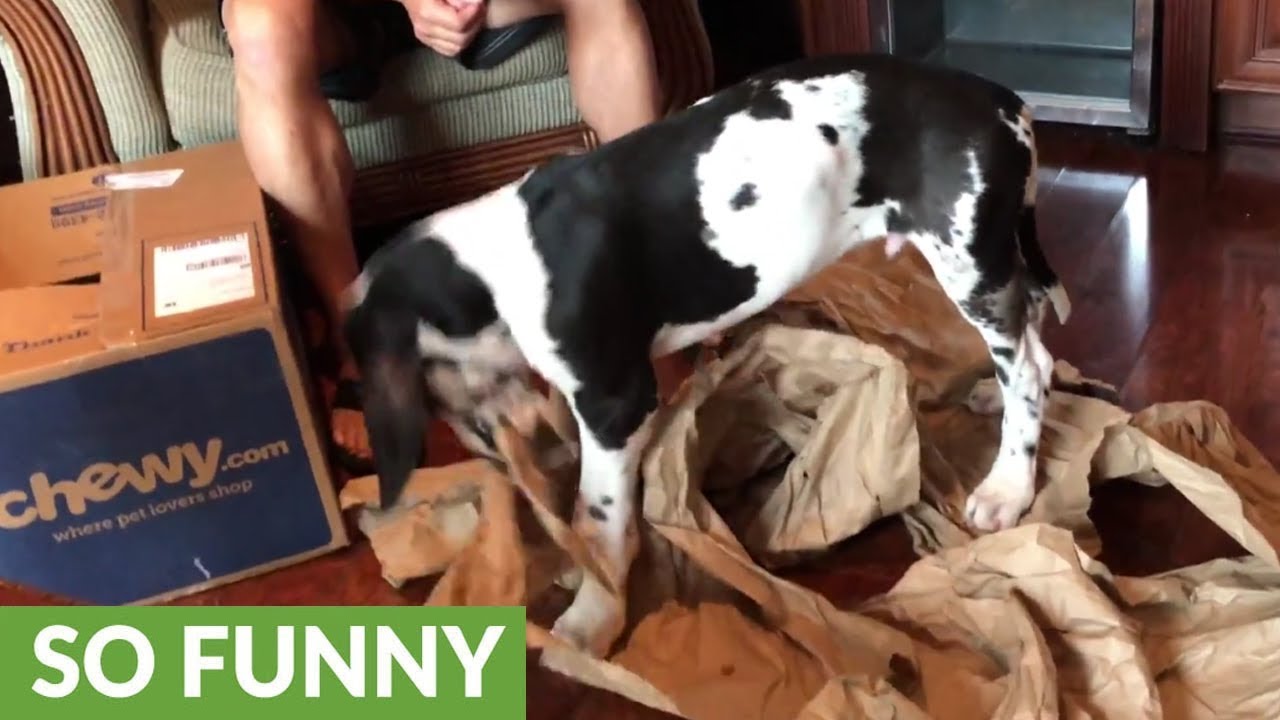 Great Dane puppy is a paper shredding machine - YouTube