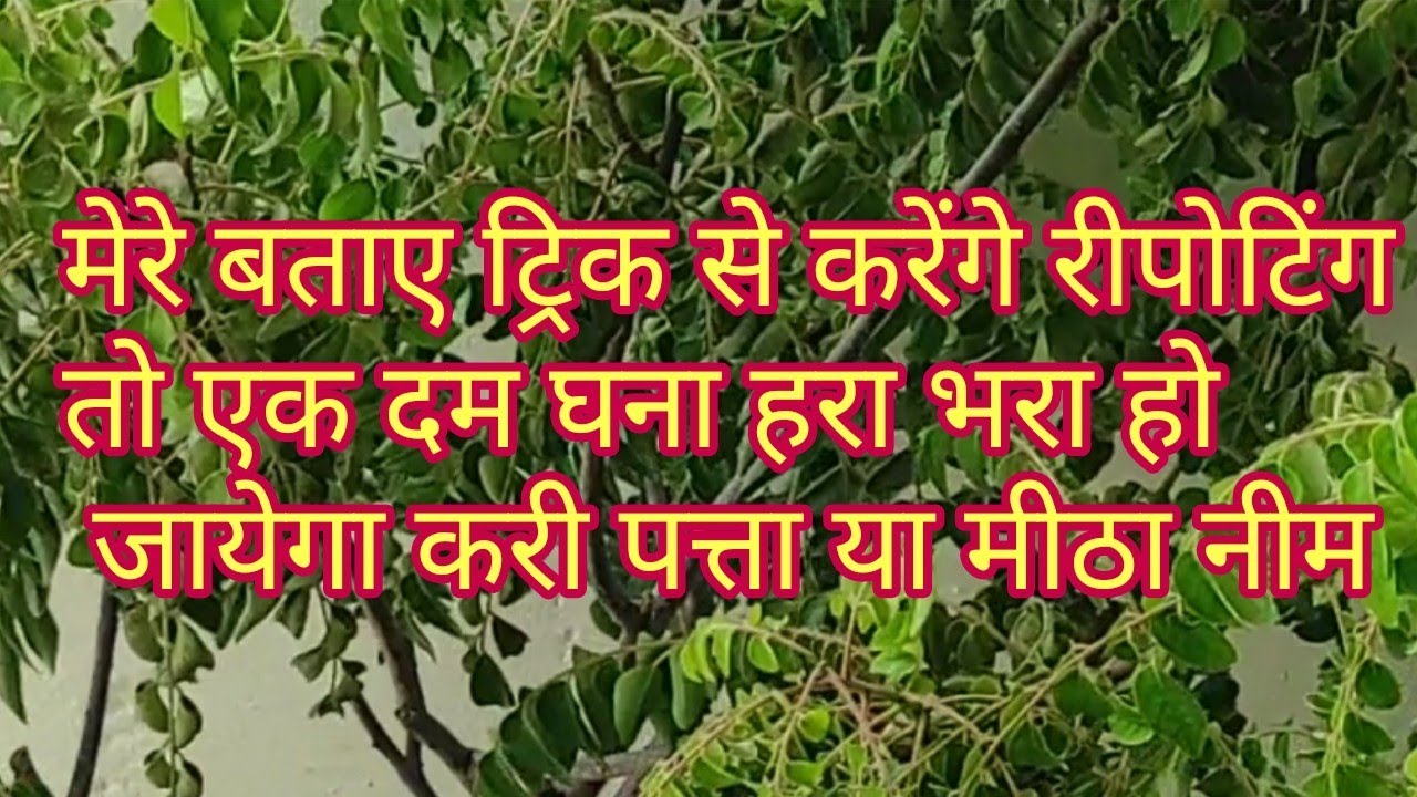 how we repot Kari patta or meethe neem - YouTube