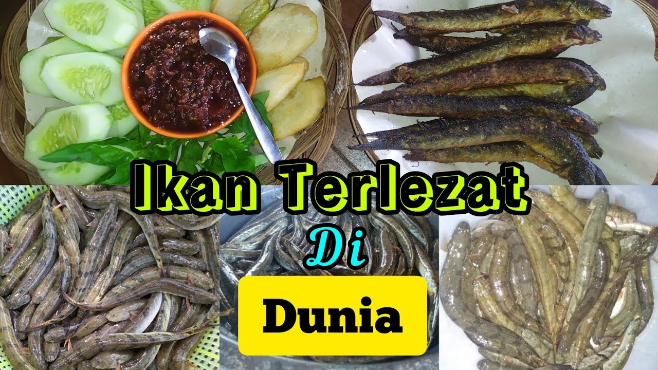 Ikan Janjan Ikan Terlezat di Dunia Menu Khas Jepara - YouTube