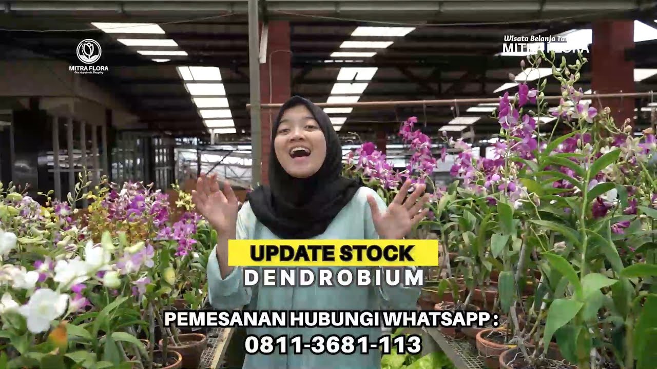 READY STOCK LAGI DENDRO! + ADA PROMO!! || STOCK TERBATAS || MITRA FLORA ...