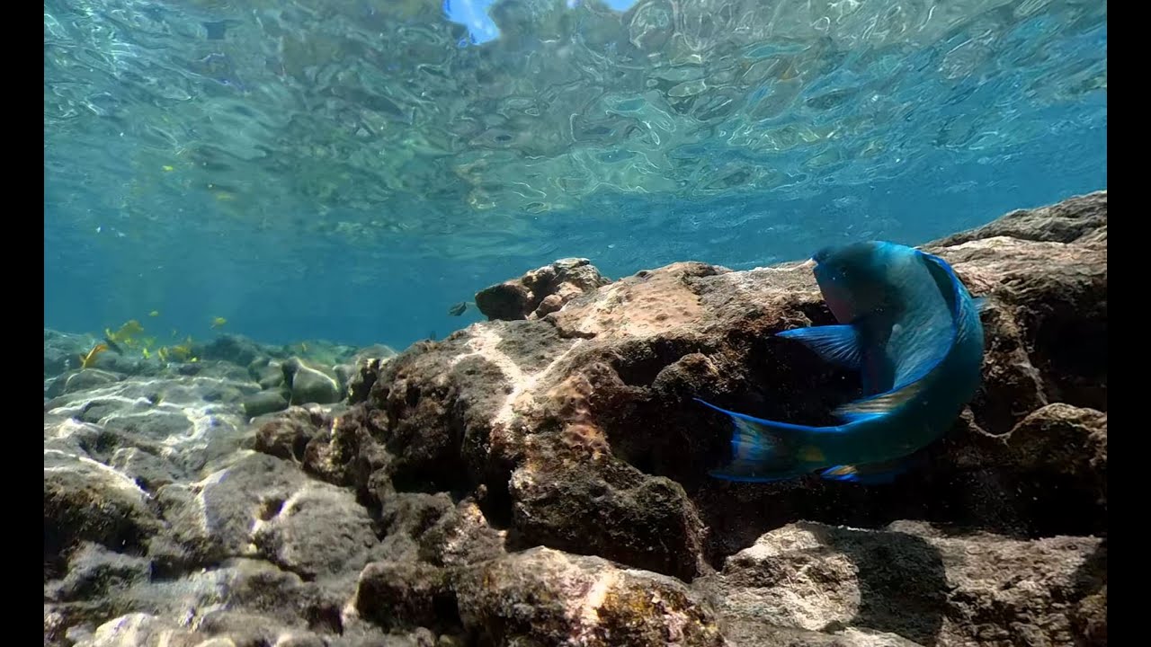 Snorkeling at Captain Cook on the Big Island in Hawaii - YouTube
