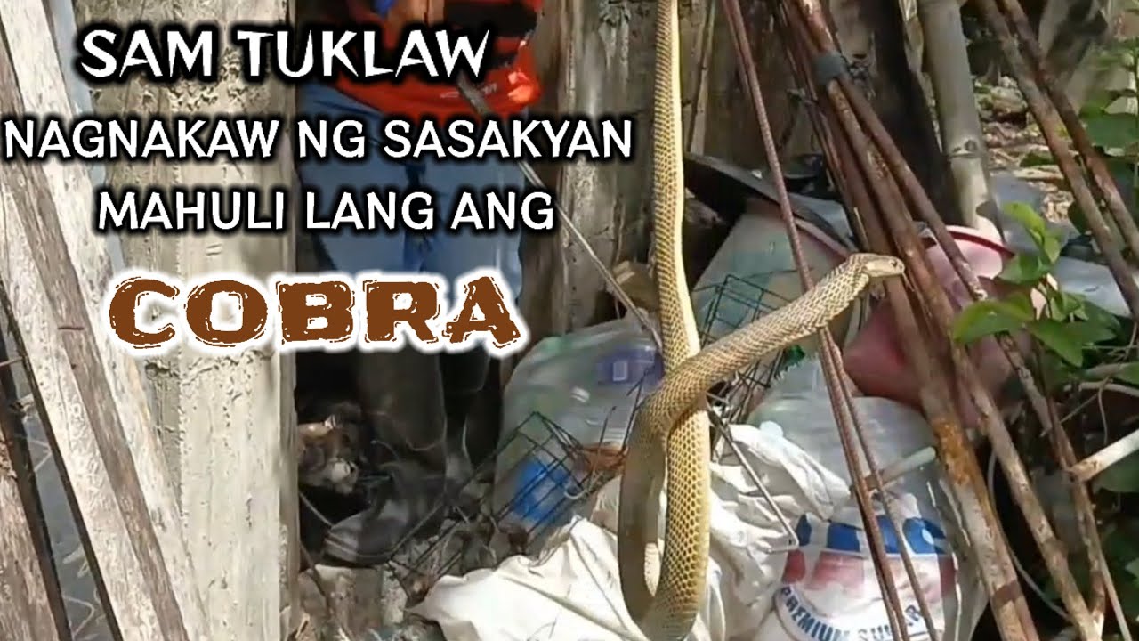 SAM TUKLAW NAGNAKAW NG SASAKYAN MAHULI LANG COBRA - YouTube