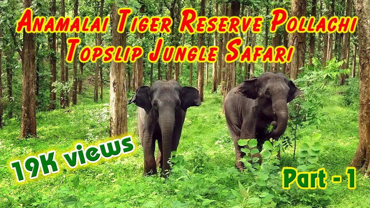 TOPSLIP JUNGLE SAFARI PART -1 | Anamalai Tiger Reserve |Nature Lover ...