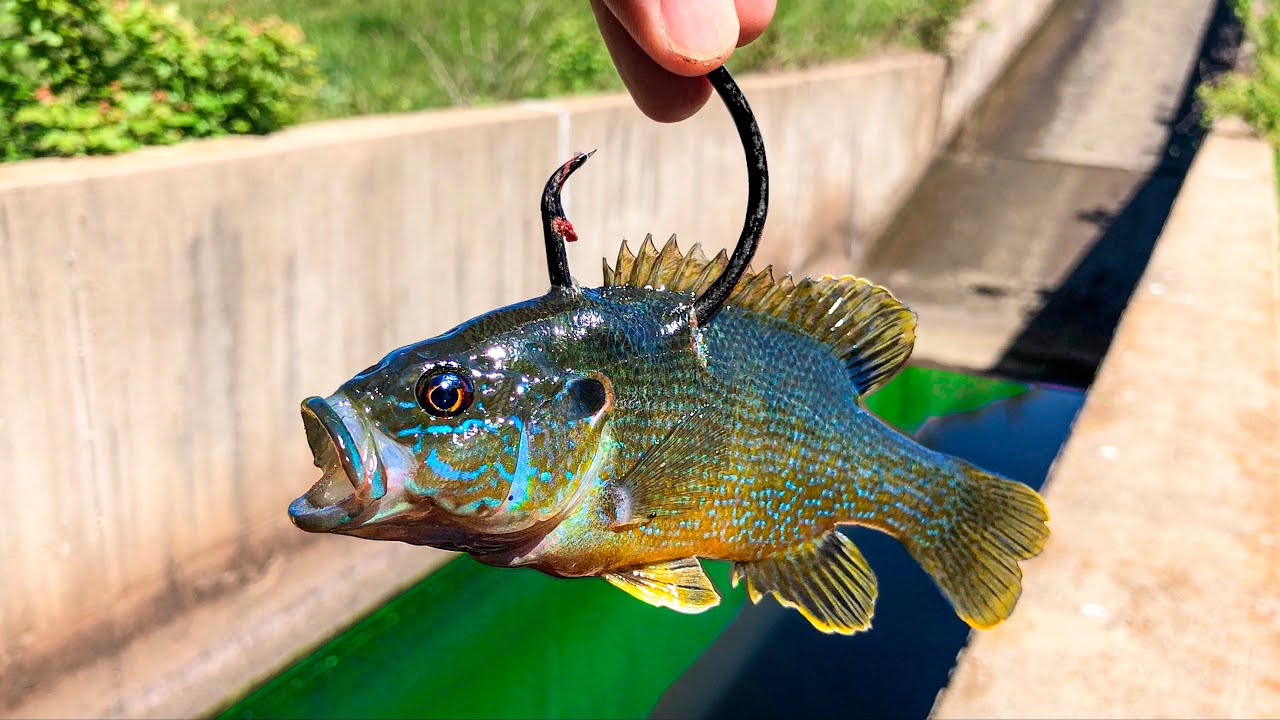 GIGANTIC Fish Live in This TINY CREEK!!! (Biggest In Years!!!) - YouTube