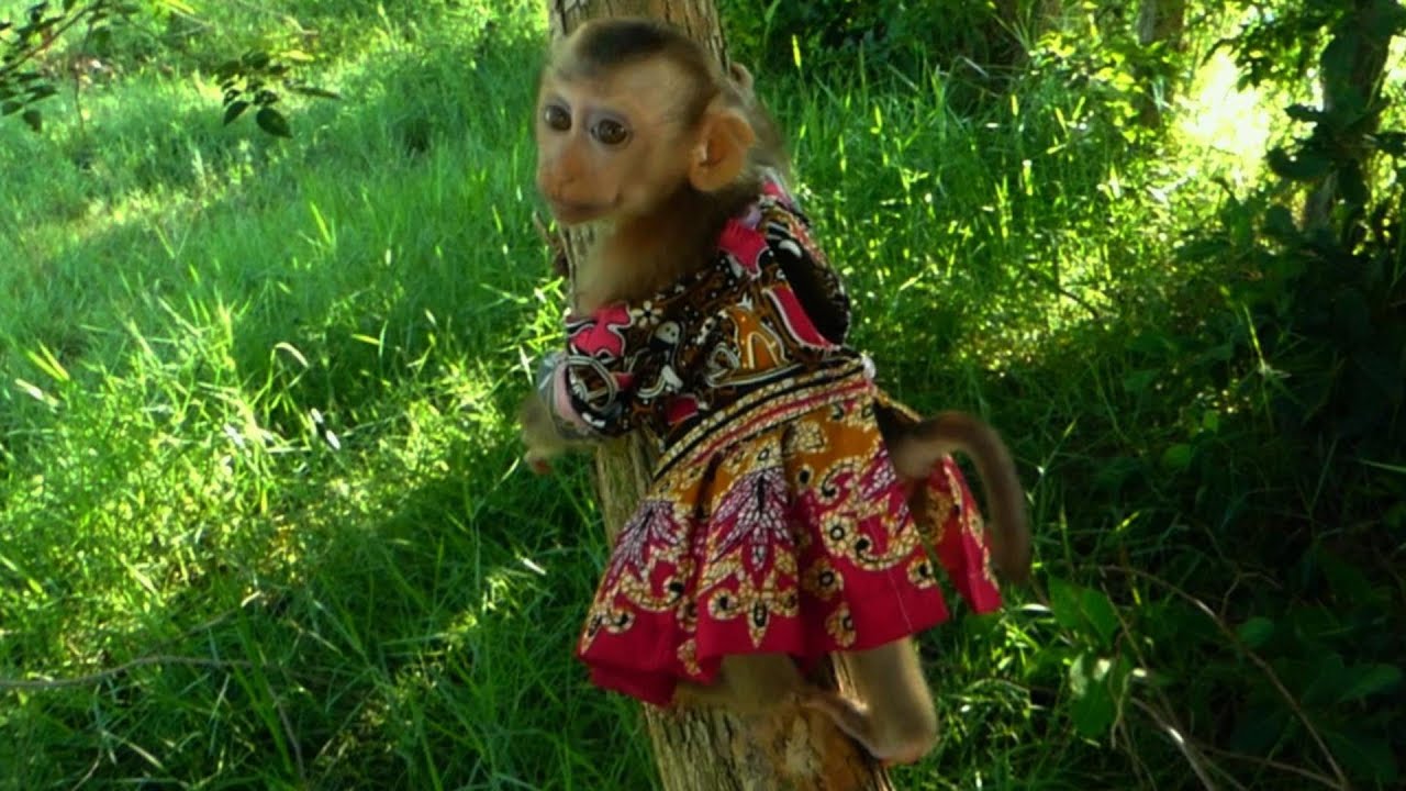 Cutest Videos of Baby Monkey Monika and Puppy Compilation - YouTube