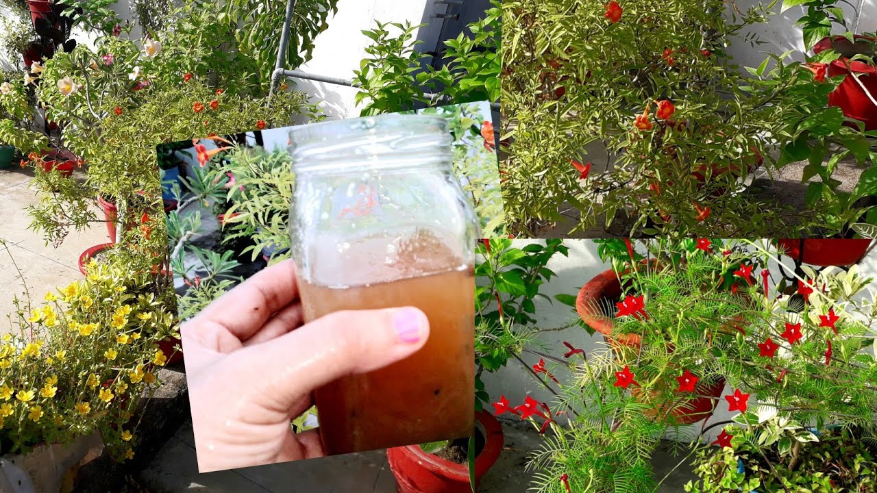 Plant Growth Booster Compost tea Fertilizer Gebberellic Acid How to ...