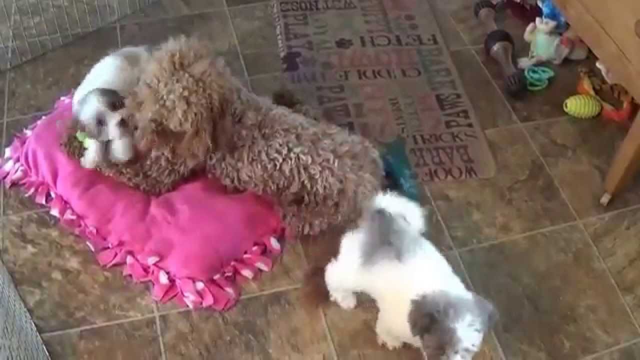 Diva and Daisy cavapoo girls - YouTube
