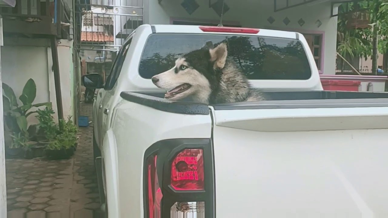 this dog survived after the run over by a car - YouTube