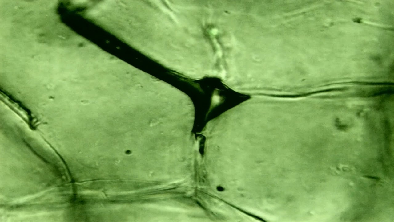 Cells of a Pointy Succulent - YouTube