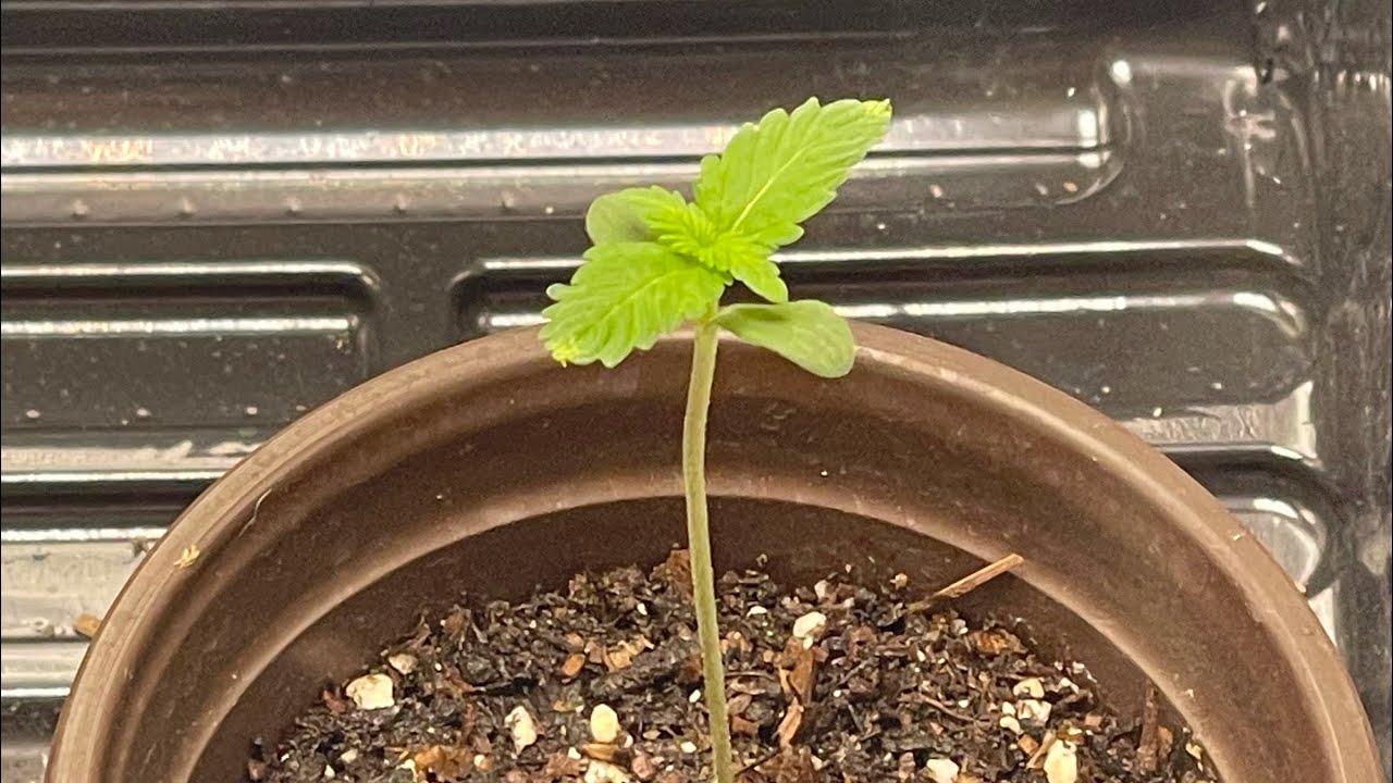 WEEK 1 AUTOFLOWER GROW UPDATE (DAY 7) - YouTube