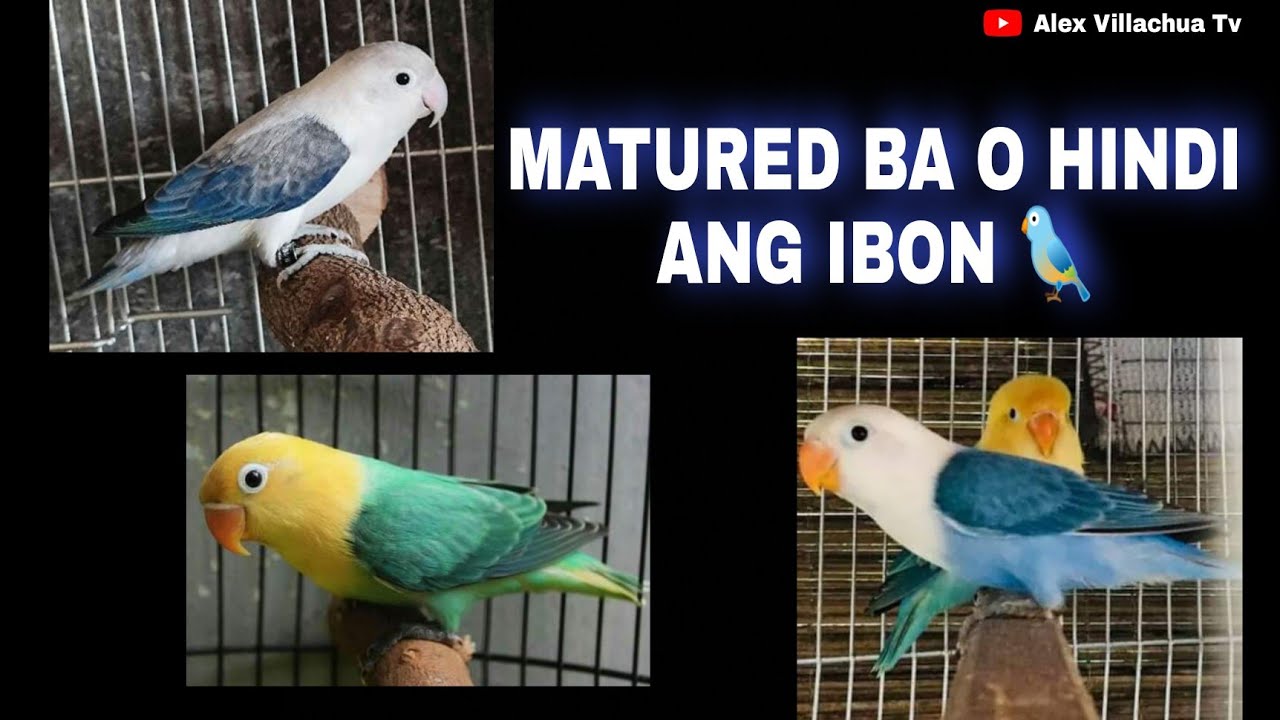 PARA MALAMAN KUNG MATURED ANG IBON😎 - YouTube