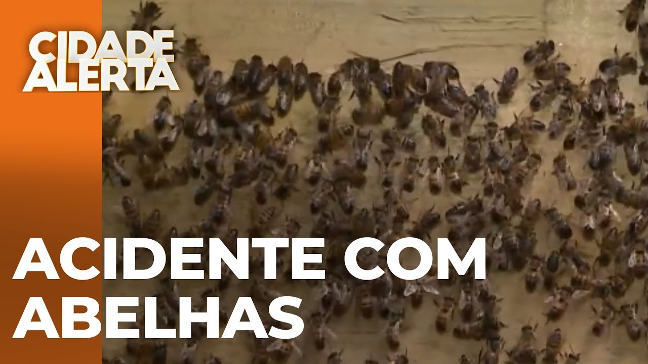 Especialista explica o comportamento e como evitar acidentes com ...