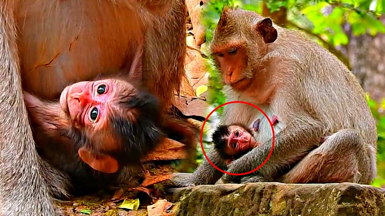 Really Sweet & Adore Baby Monkey Drink Delicious Fresh Milk | Great Monkey Scene | Real Monkey ...