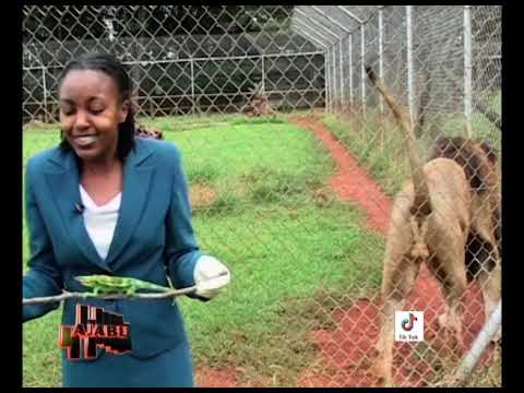 Lion sprays on reporter - YouTube
