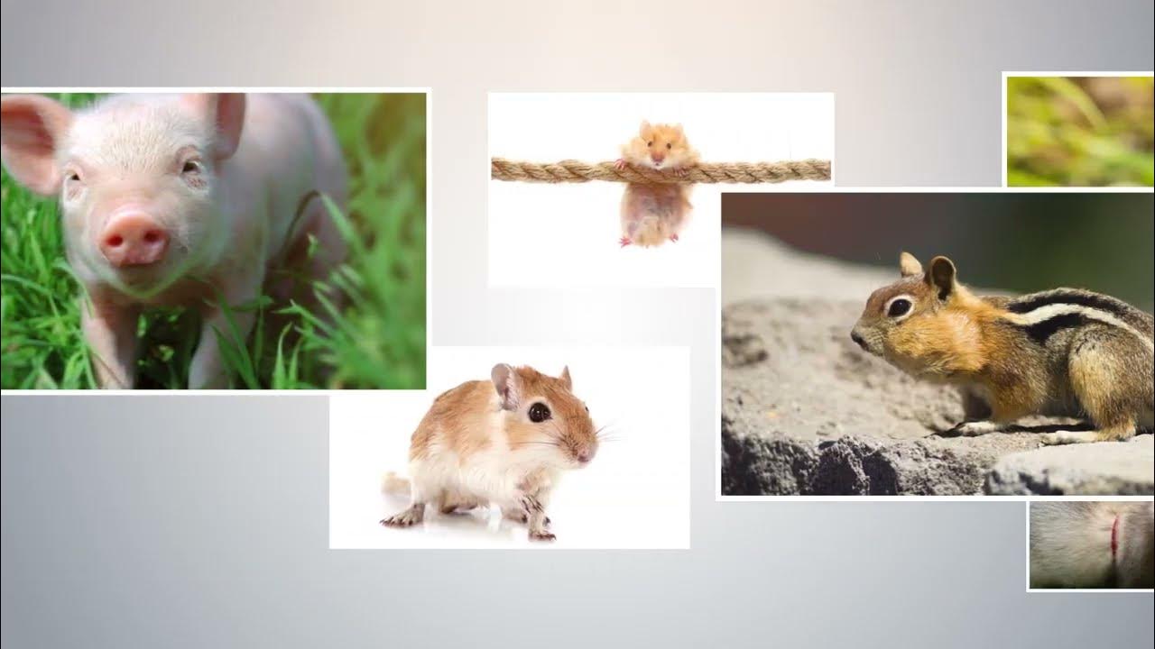 Dymind DH36Vet, 3-Part Auto Hematology Analyzer for Vet - YouTube