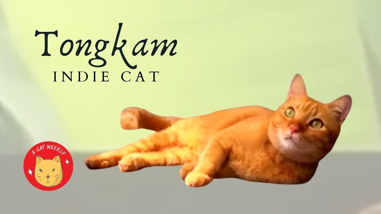 Indie Cat's Job Is To Do Whatever He Want - YouTube