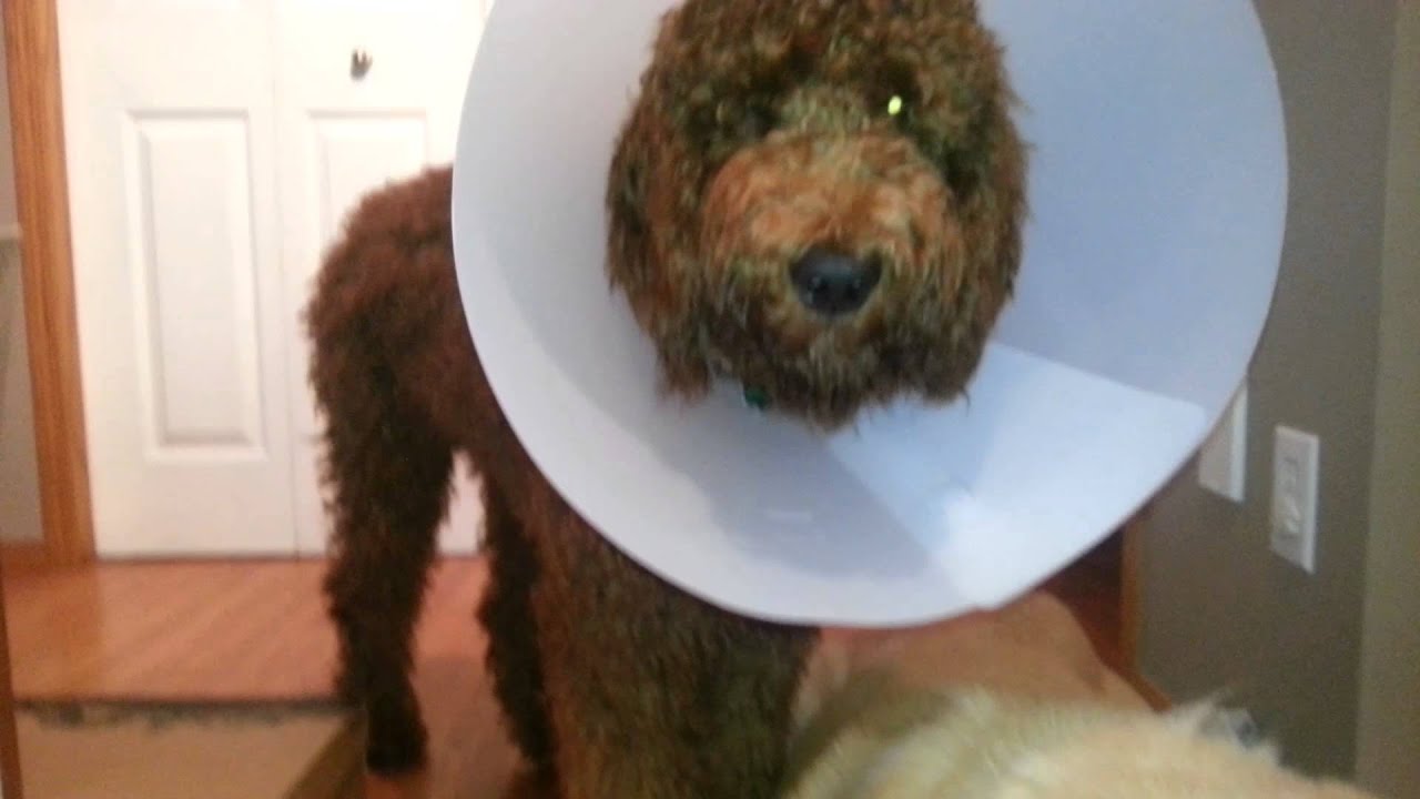 Connor, Copper and Stubbs - YouTube