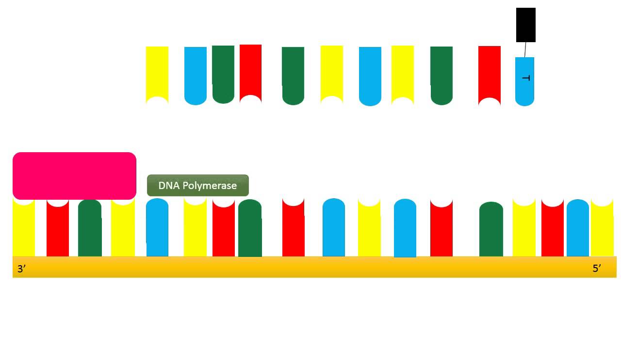 Sanger Method Animation - YouTube