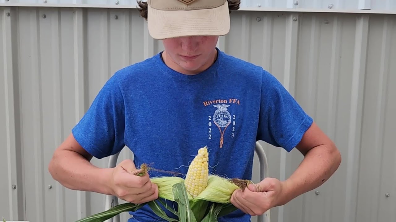 Sweet corn locally grown by 1890 Farms, LLC- Riverton, Wyoming - YouTube