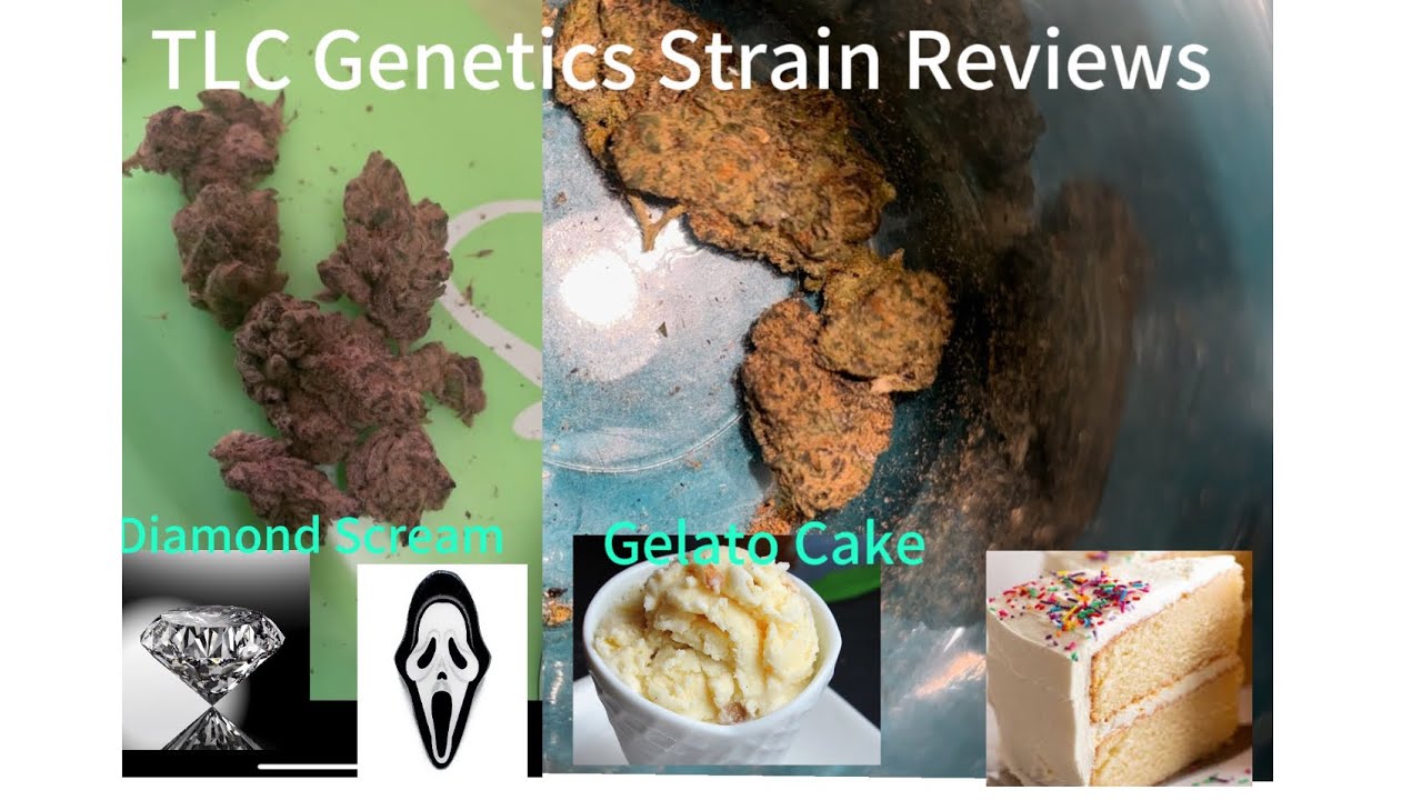 The TLC Genetic Show : Diamond Scream x Gelato Cake (Strain Review ...