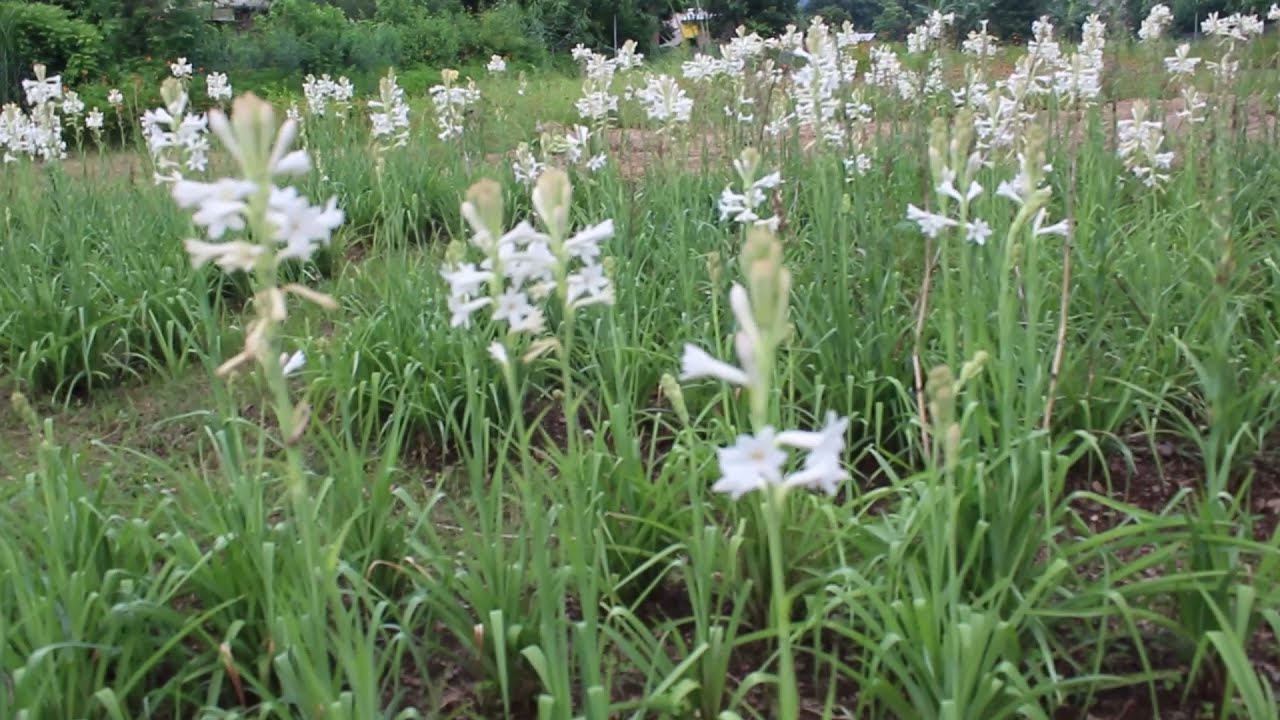 Tuberose/Rajnigandha Field | BloomyBliss | Organic Farm - YouTube