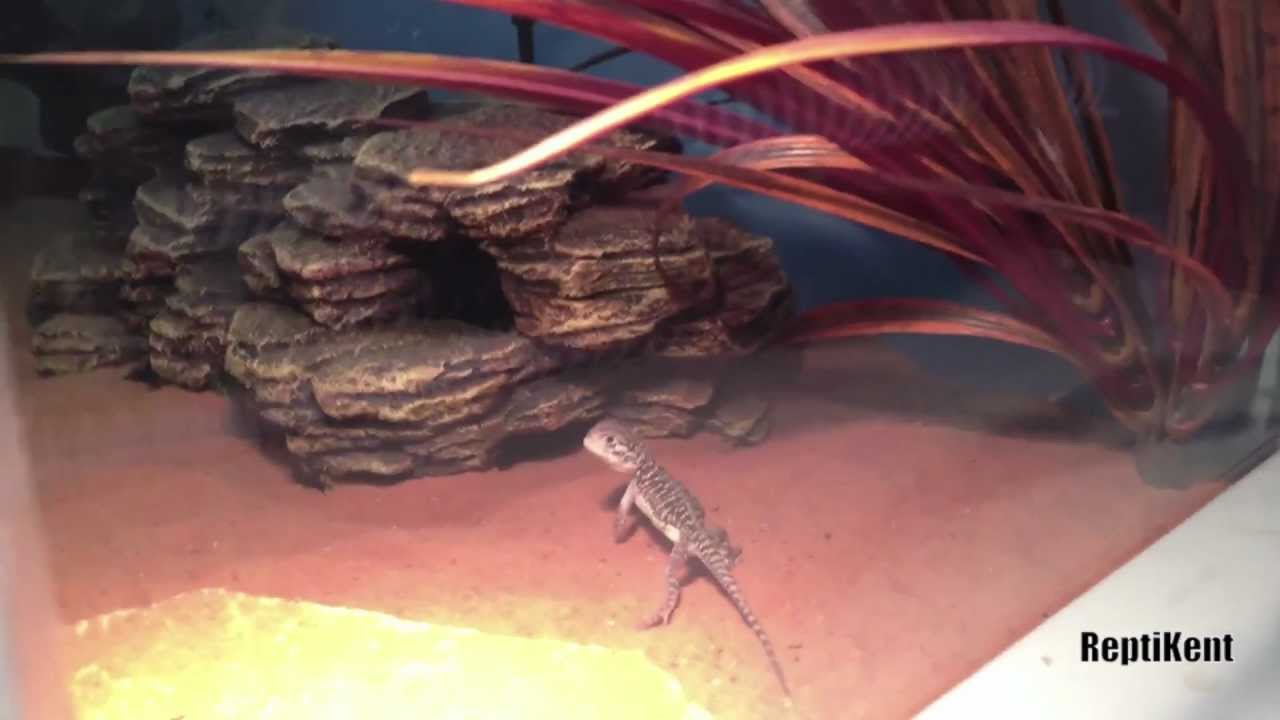 Weird Central Netted Dragon Behaviour - YouTube