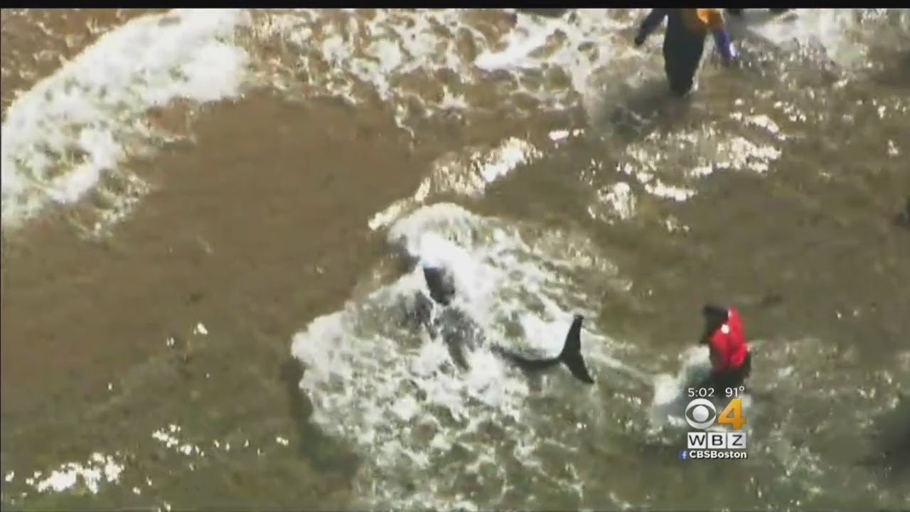 Dolphins Rescued From Cape Cod Beach - YouTube