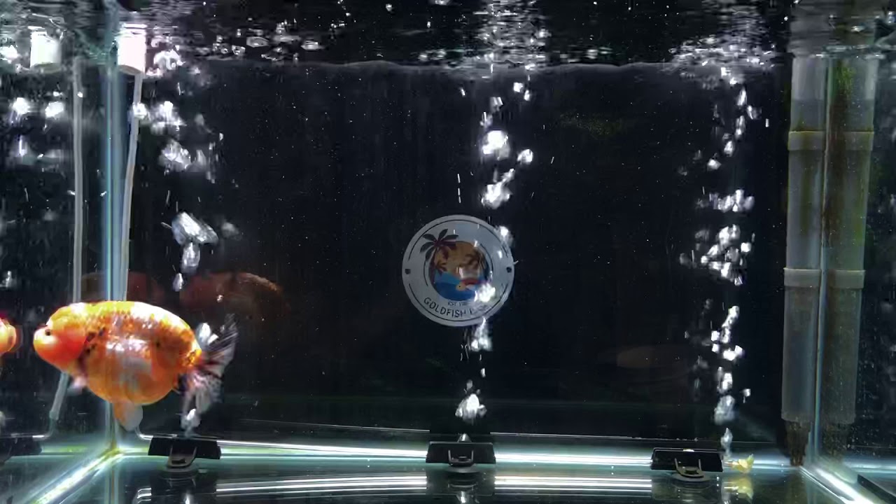 Goldfish Island 0219RA00CA665TG4F1 - YouTube