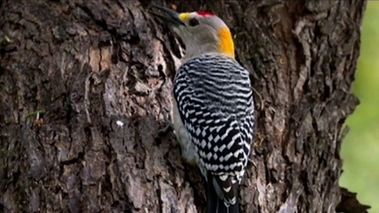 Pájaro carpintero cheje - YouTube