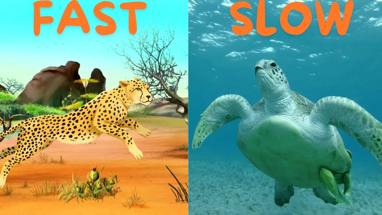 Animal Opposites Song for Kids #animals #abcd #english #toddlers #baby ...