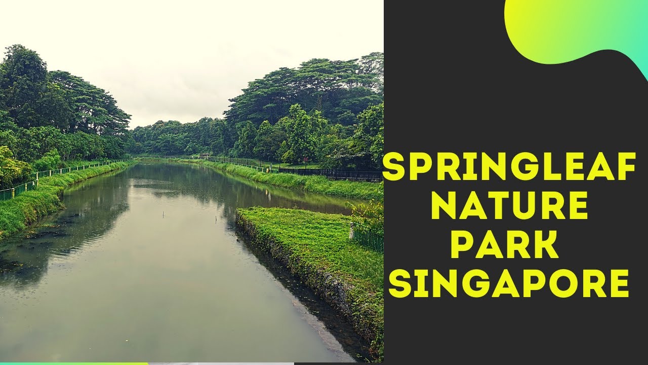 Springleaf Nature Park | Best of Singapore | Nature Walk | Parks - YouTube