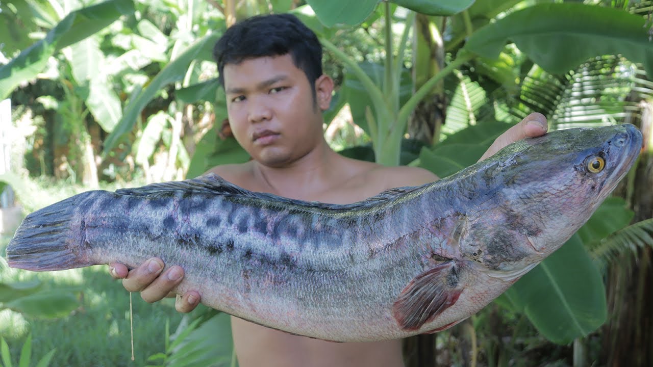 Crispy Big Fish - Cooking Tasty Big Fish Eating Delicacy Food - YouTube