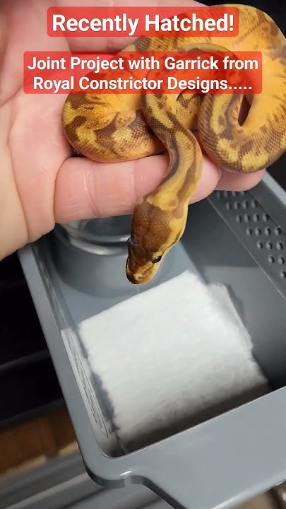 Sneak Peek! Sunset Ball Python Combo! Project Collab With ...