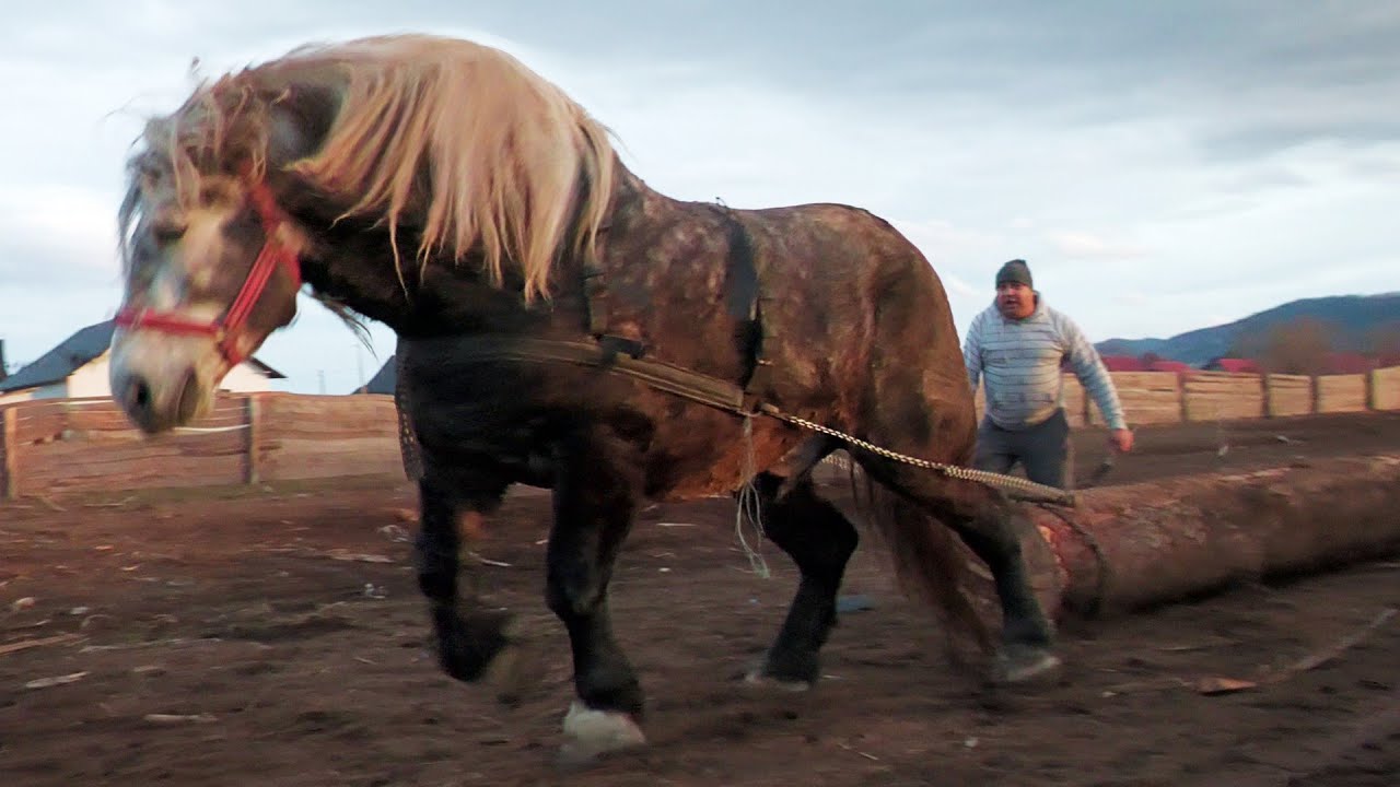 Armăsarii lui Constantin și Alin Marcu de la Vicovu de Sus - Bucovina ...