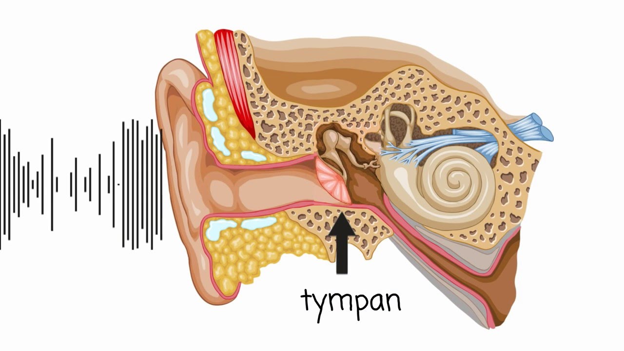 Le fonctionnement du system auditif - YouTube