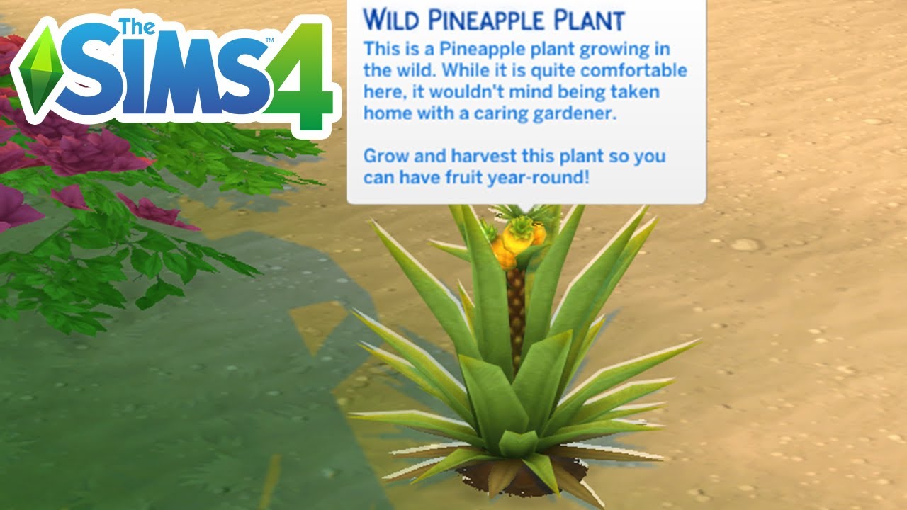 How To Find A Pineapple Tree (Location To Get Pineapples) - The Sims 4 ...