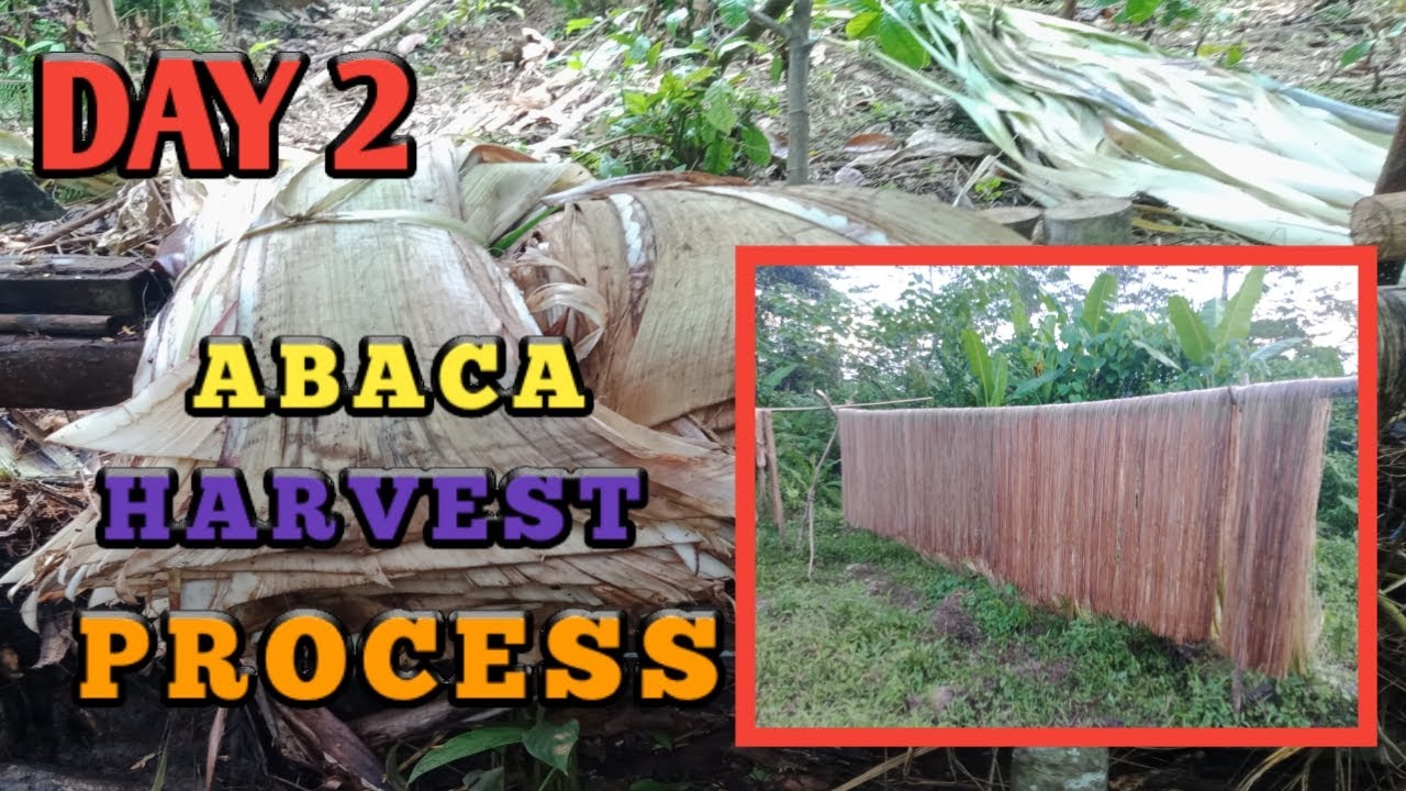 Day 2:: kung paano kami mag harvest nang abaca:: Abaca harvest process ...