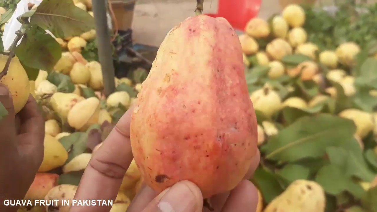 GUAVA FRUIT IN PAKISTAN | GUAVA FARMING IN PAKISTAN | STREET FOOD OF ...