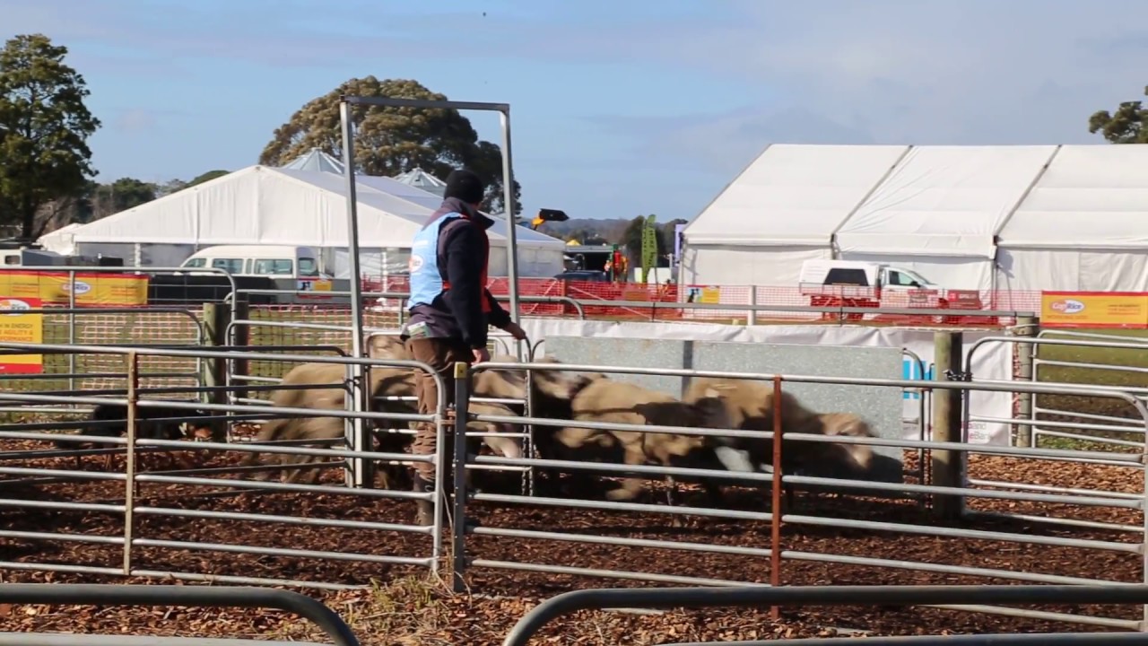 sheep trials sheepvention 2018 1168 - YouTube