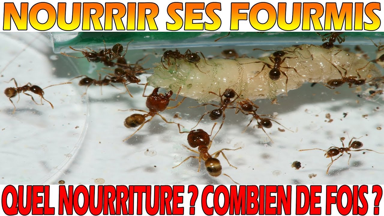 Comment nourrir ses fourmis - Quelle nourriture donner ? Combien de ...