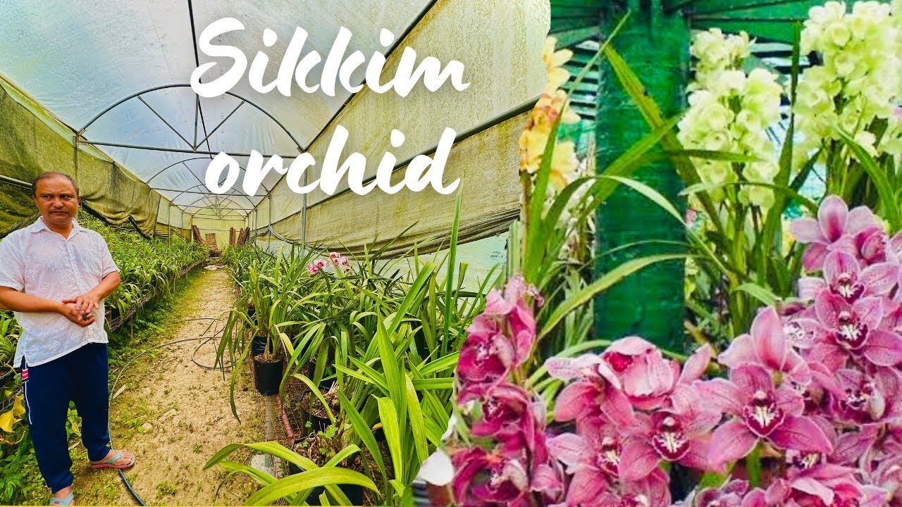 The Orchid of Sikkim!! Pakyong District progressive farmer !! - YouTube
