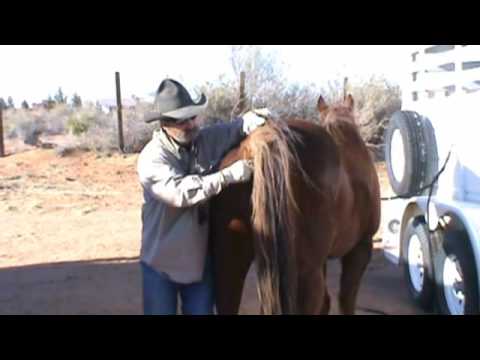 Horse Health Care - Taking a Horse's Temperature.wmv - YouTube