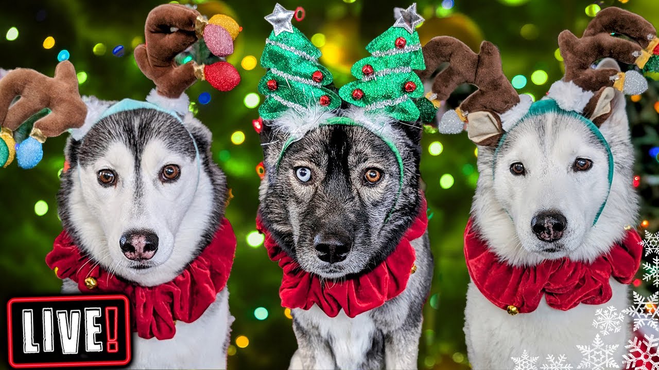 My Dogs Open Gifts LIVE! Over 500 Cards! Annual Christmas Card Exchange ...