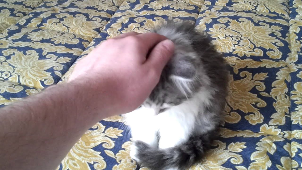 The Cutest Shirazi Kitten - YouTube