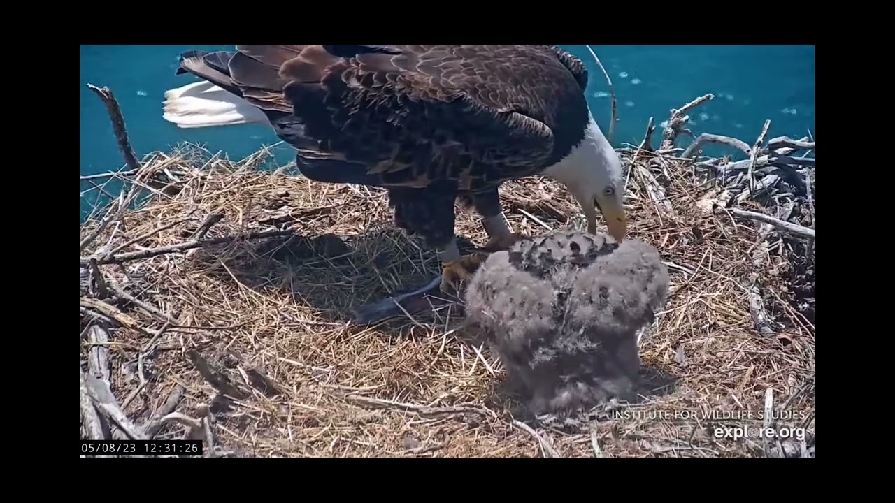 Fish delivery Two Harbors 5/8/2023 explore.org - YouTube