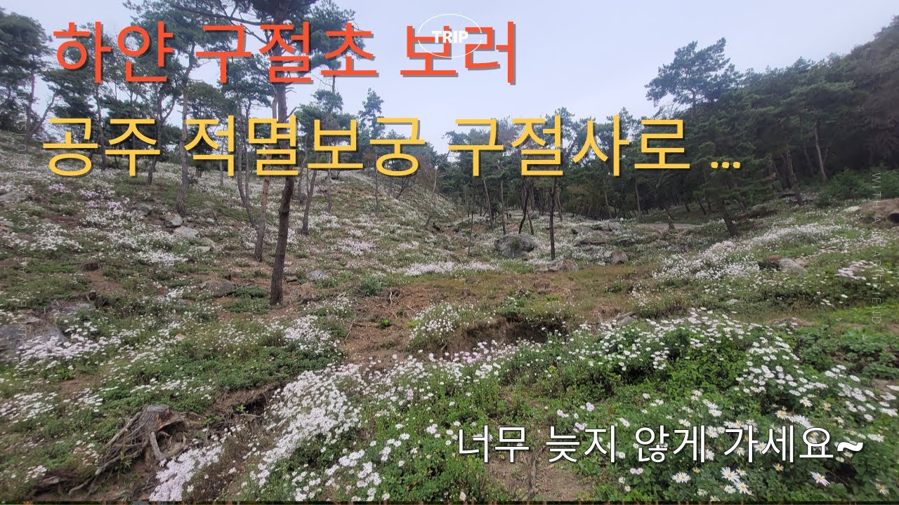 10월에 꼭 가봐야할 하얀 구절초를 무료로 볼수 있는 공주 적멸보궁 구절사 Youtube