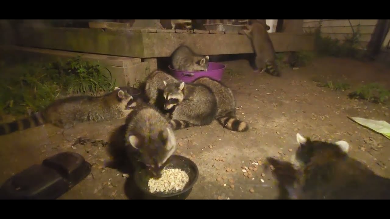 Tuesday, and 18 Raccoons came to dinner. - YouTube