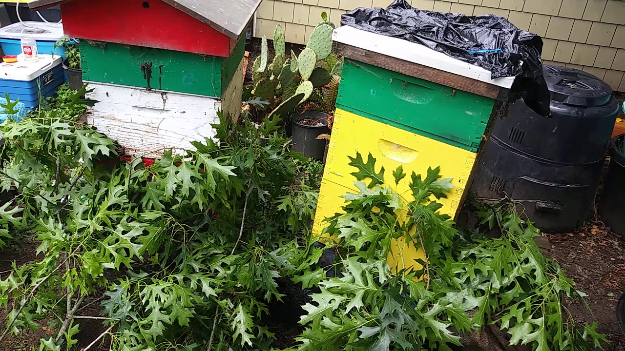 How to move a bee-hive a short distance, re-orientation of bees - YouTube