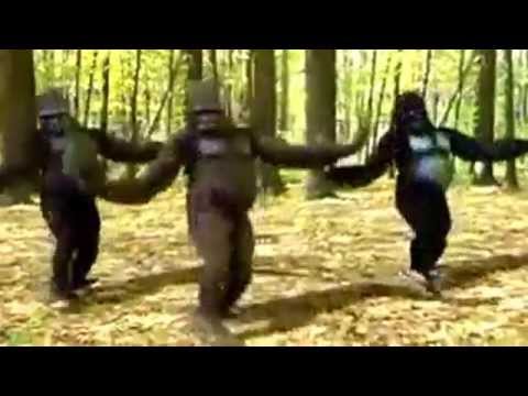 Meymunlarin reksi.