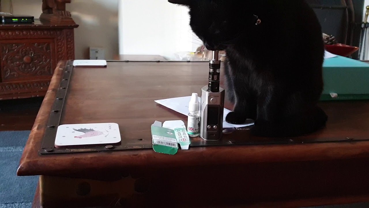 My Cat Loves to Vape - YouTube